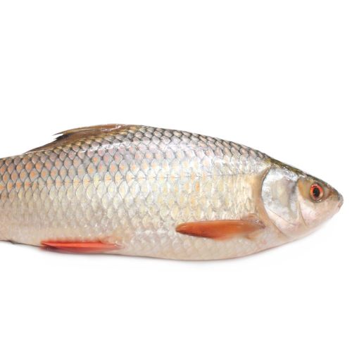 Here’s What You Need To Know About Buying Rohu Fish Online